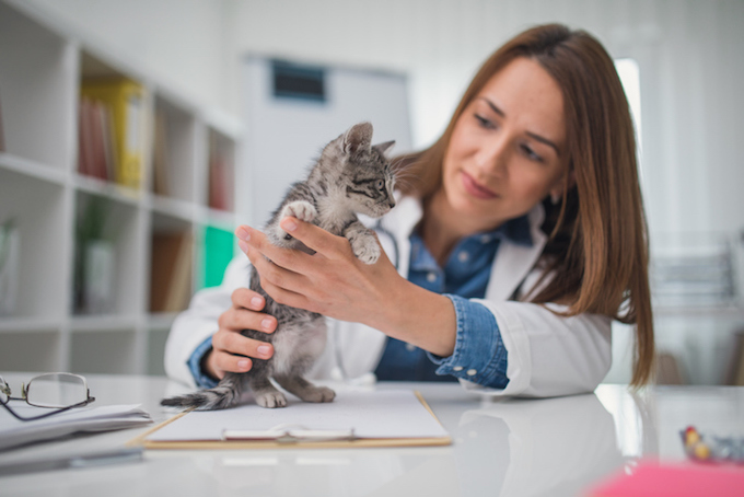Cryptococcosis in Cats: Symptoms, Causes, & Treatments - CatTime