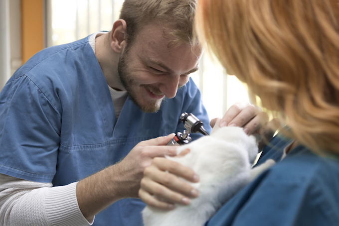 Adenocarcinoma in Cats: Symptoms, Causes, & Treatments - CatTime
