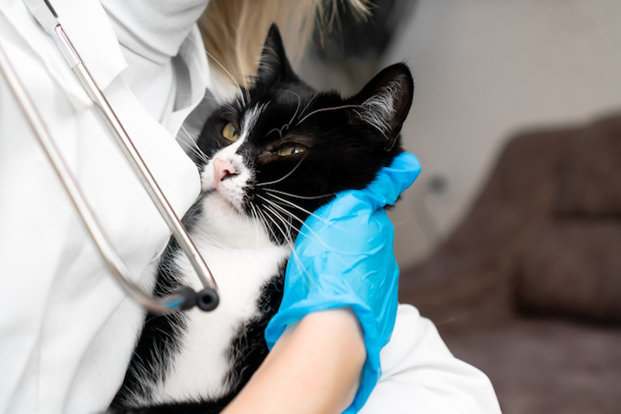 Nasal Dermatoses in Cats: Symptoms, Causes, & Treatments - CatTime
