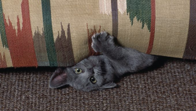 Destructive Behavior in Cats: Symptoms, Causes, & Treatments - CatTime