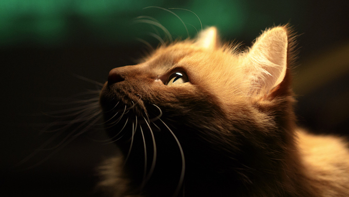 Corneal Sequestrum in Cats: Symptoms, Causes, & Treatments - CatTime