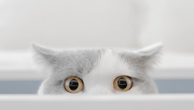 Corneal Sequestrum in Cats: Symptoms, Causes, & Treatments - CatTime