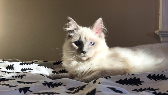 Ear Cancer in Cats: Symptoms, Causes, & Treatments - CatTime