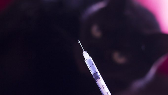 Diabetes with Coma in Cats: Symptoms, Causes, & Treatments - CatTime