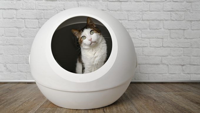 Hematochezia in Cats: Symptoms, Causes, & Treatments - CatTime