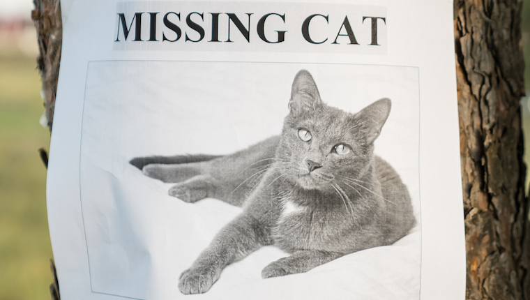 Missing Cat Found 9 Years Later - CatTime