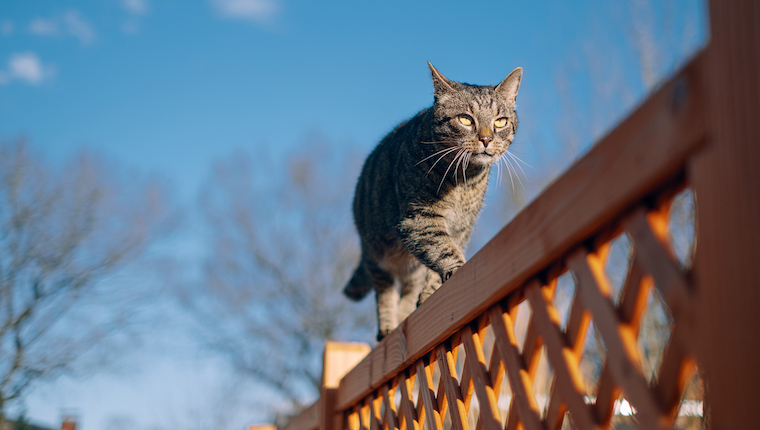 Millions of Feral Cats Roam Los Angeles - CatTime