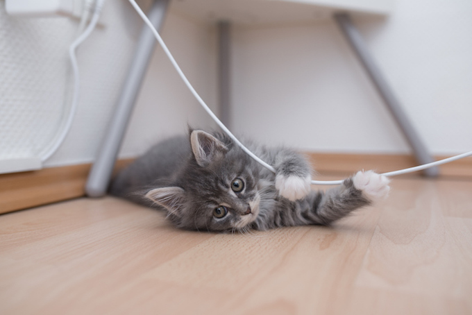 Electric Cord Bite Injury in Cats: Symptoms, Causes, & Treatments - CatTime
