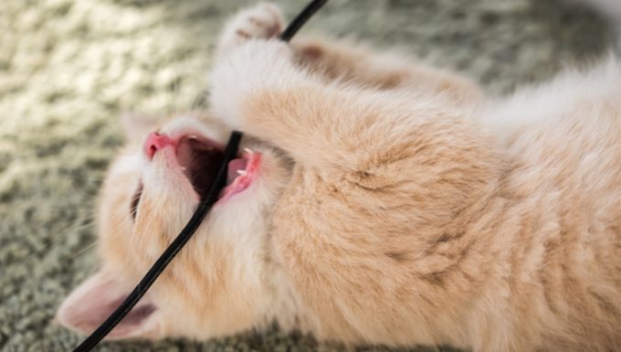 Electric Cord Bite Injury in Cats: Symptoms, Causes, & Treatments - CatTime