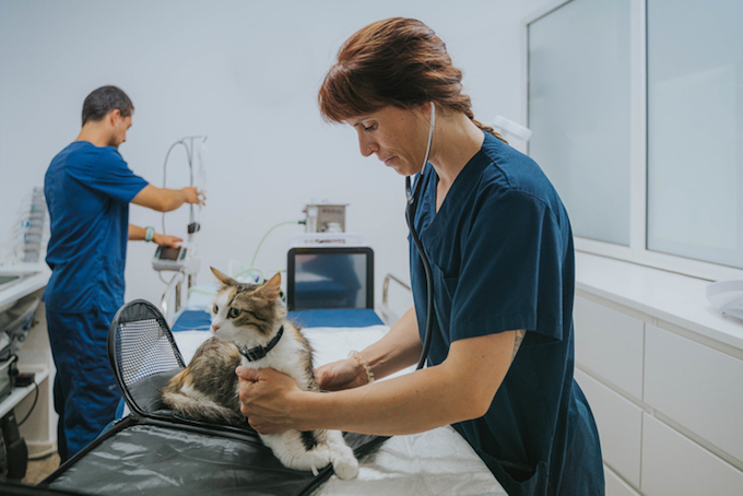 Dilated Cardiomyopathy in Cats: Symptoms, Causes, & Treatments - CatTime