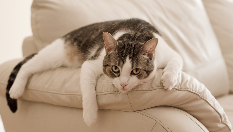 Think Your Cat Is Ignoring You? You May Be Wrong
