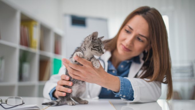 E. Coli Infection in Cats: Symptoms, Causes, & Treatments - CatTime