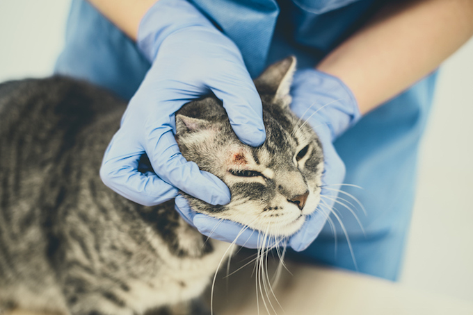 Eosinophilic Granuloma Complex in Cats: Symptoms, Causes, & Treatments ...