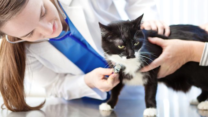 Epileptic Seizures in Cats: Symptoms, Causes, & Treatments - CatTime