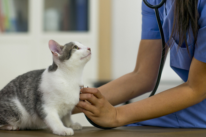 Enlarged Spleen in Cats: Symptoms, Causes, & Treatments - CatTime