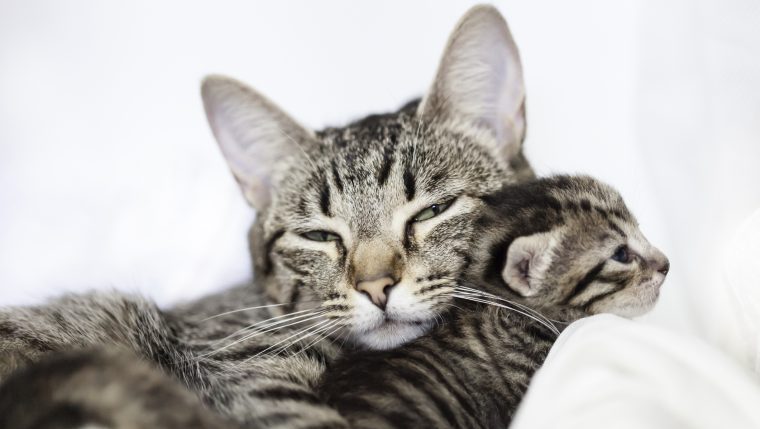 Cat with Special Needs Has Cuddled More Than 100 Foster Kittens