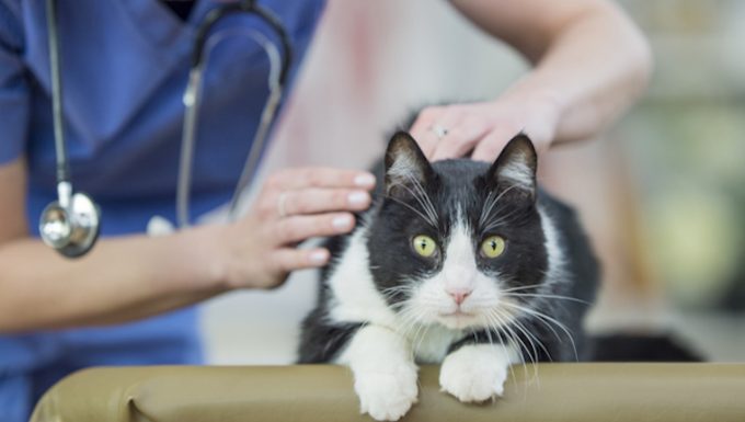 Enlarged Spleen in Cats: Symptoms, Causes, & Treatments - CatTime