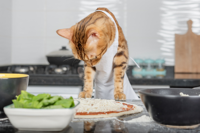 Ethanol Poisoning in Cats: Symptoms, Causes, & Treatments - CatTime