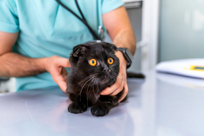 Hypoglycemia in Cats: Symptoms, Causes, & Treatments - CatTime