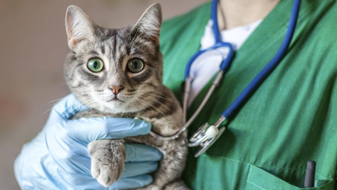 Idiopathic Epilepsy in Cats: Symptoms, Causes, & Treatments - CatTime