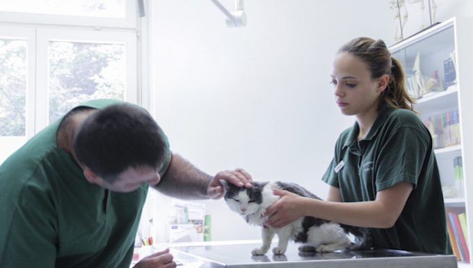 Hypoglycemia in Cats: Symptoms, Causes, & Treatments - CatTime