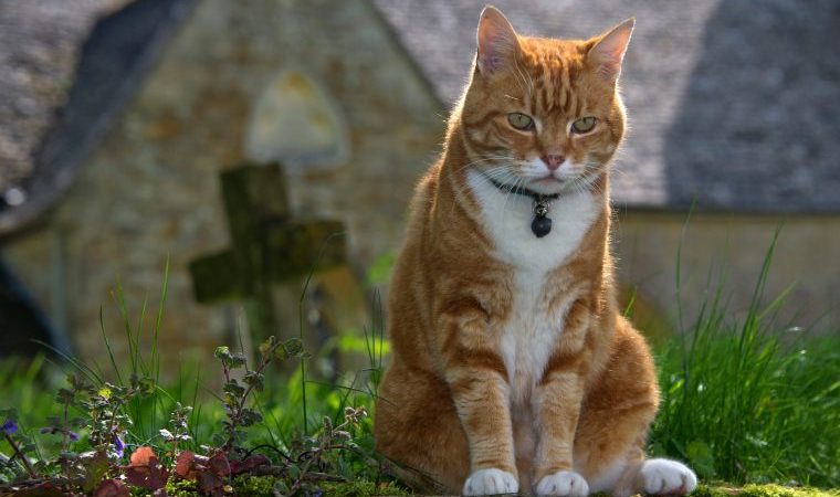 The Best Cat Names Inspired by the Bible - CatTime