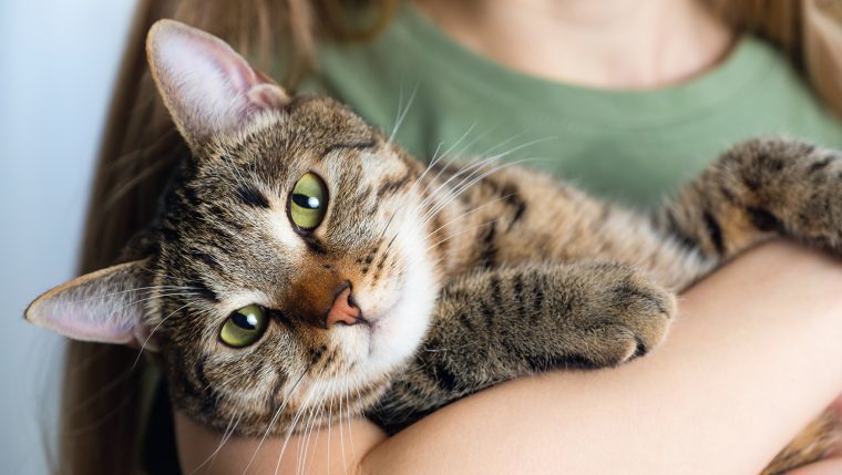 The Top Cat Names in Every State of the U.S. - CatTime
