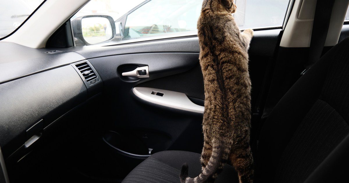 Wandering Cat Travels 140 Miles in Strangers' Cars