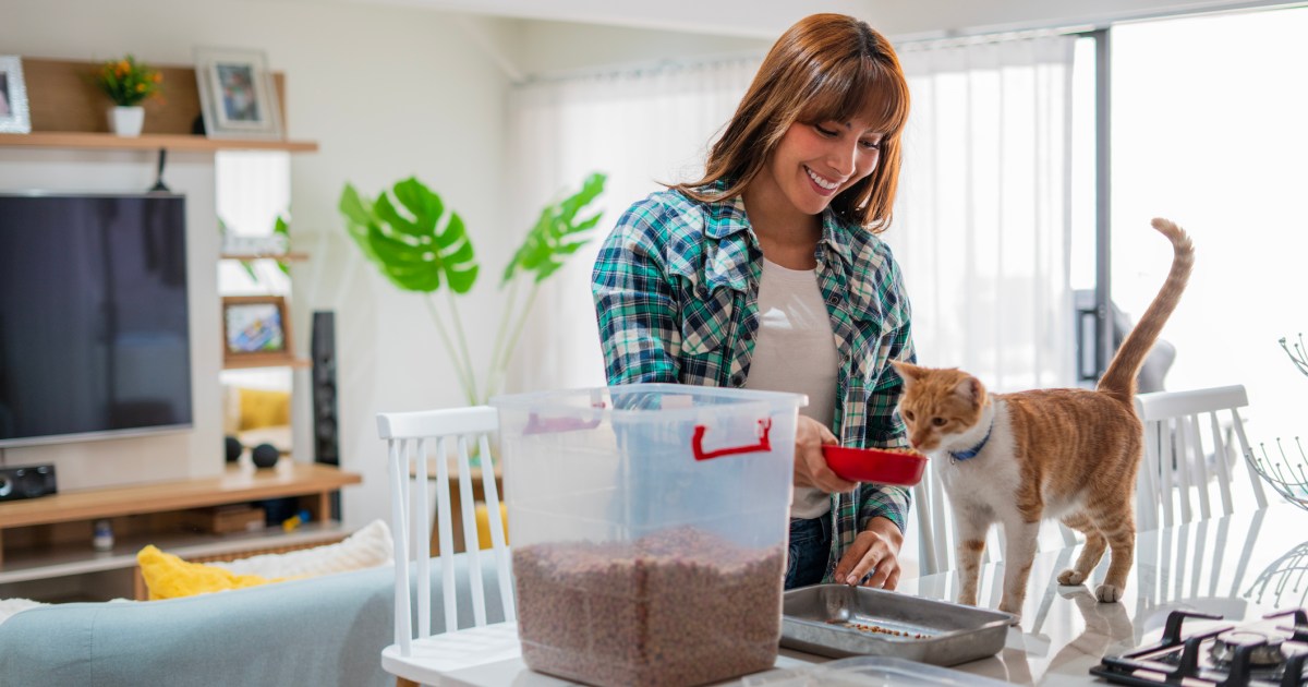 How to Prepare Your Cat and Your Home for a Pet Sitter