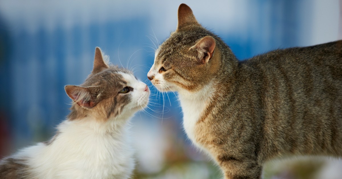 Signs You're Ready for Another Cat