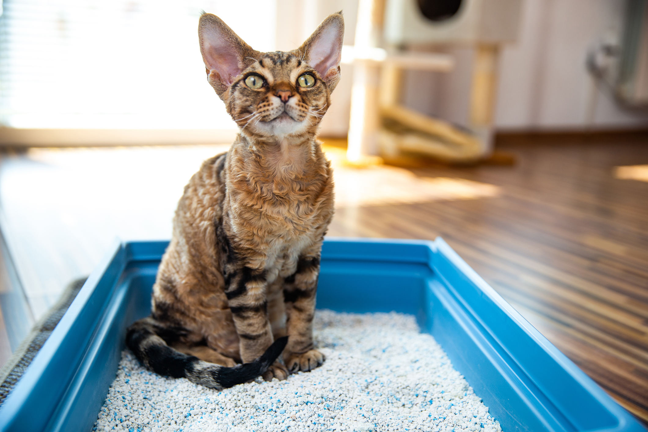 Devon Rex Cat Breed Information & Characteristics