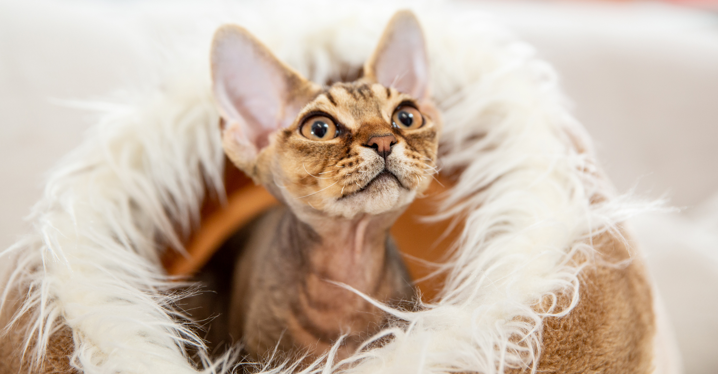 Devon Rex Cat Breed Information & Characteristics