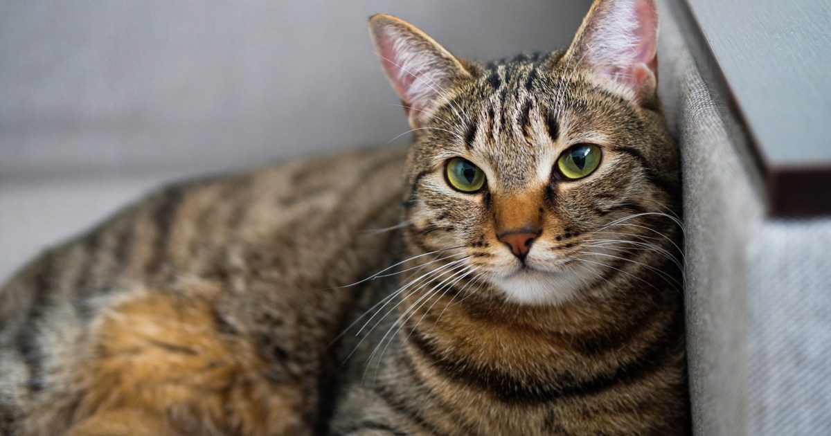 Cambridgeshire Cat Units New World Report for the Loudest Purr ...