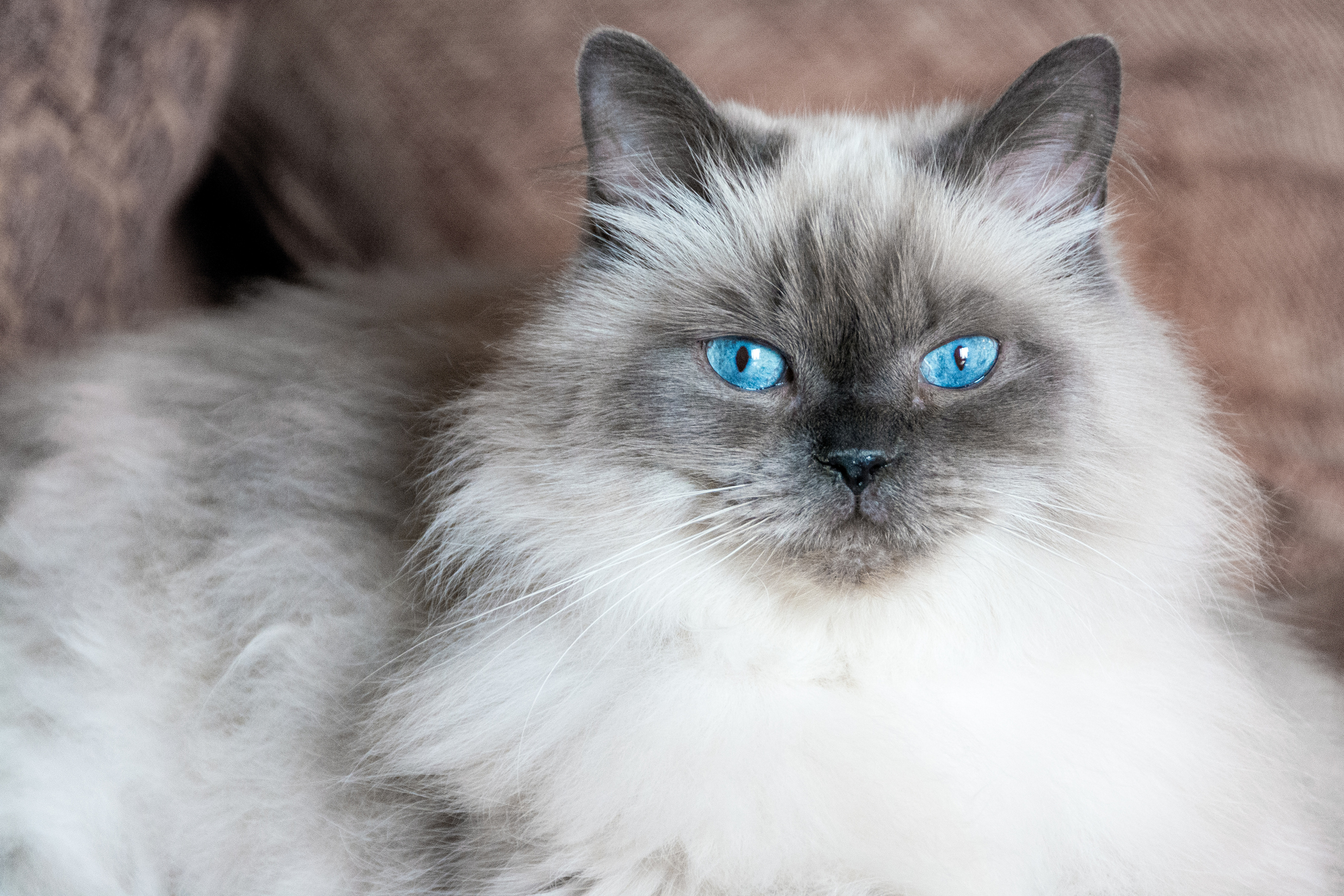 Himalayan Cat Breed Information & Characteristics