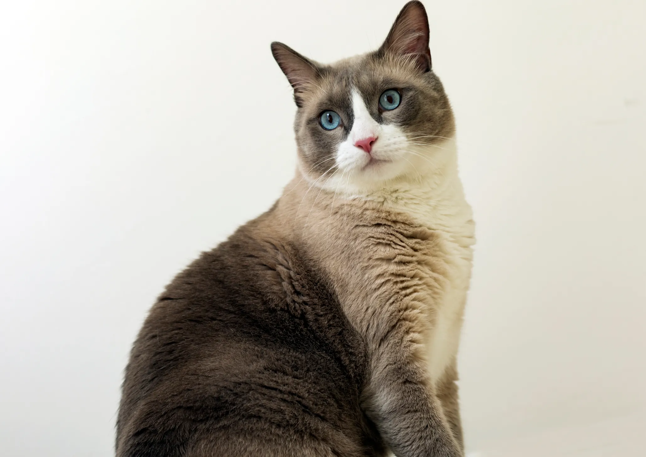 Snowshoe Cat Breed Information & Characteristics