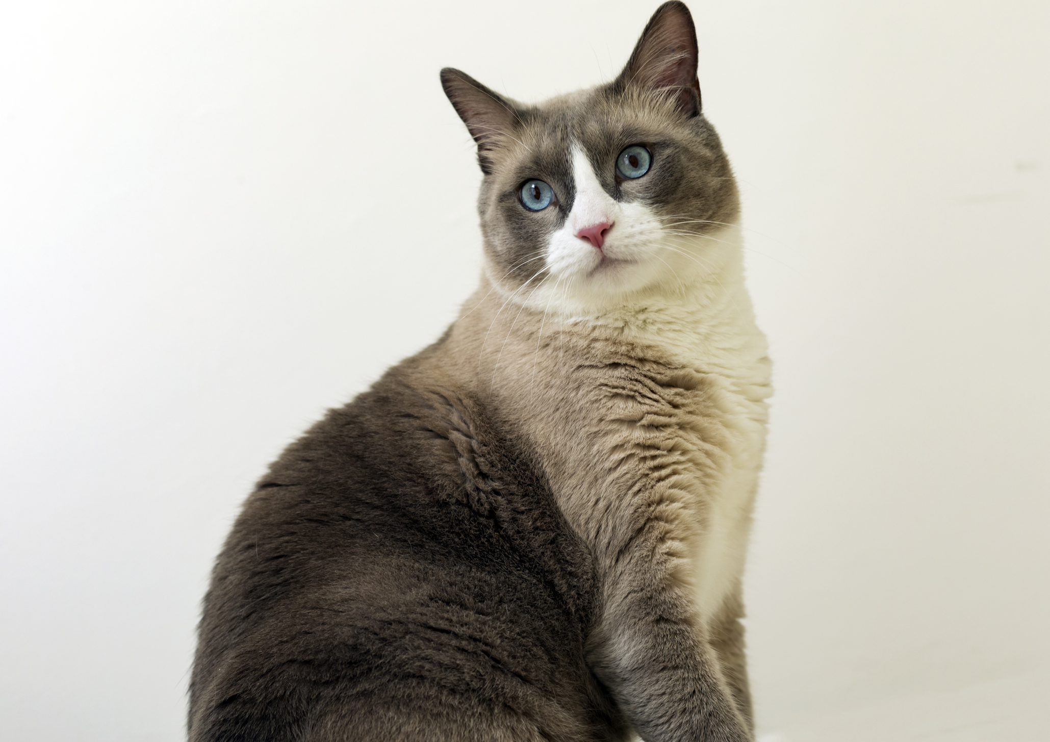 Snowshoe Cat Breed Information & Characteristics