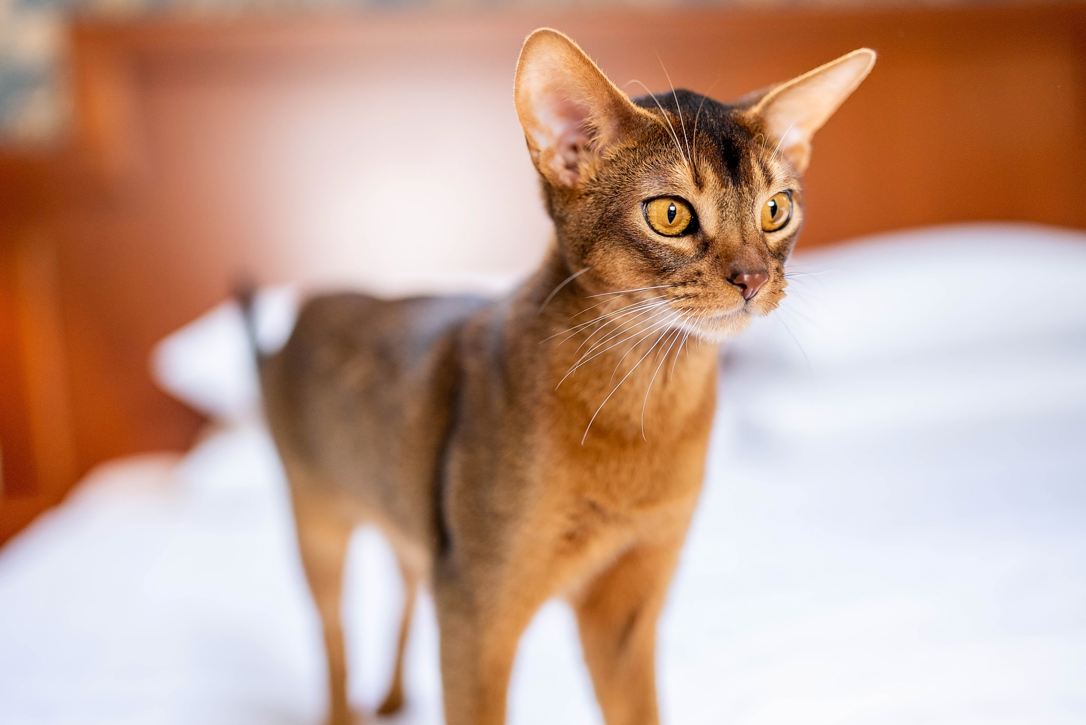 Abyssinian Cat Breed Information & Characteristics