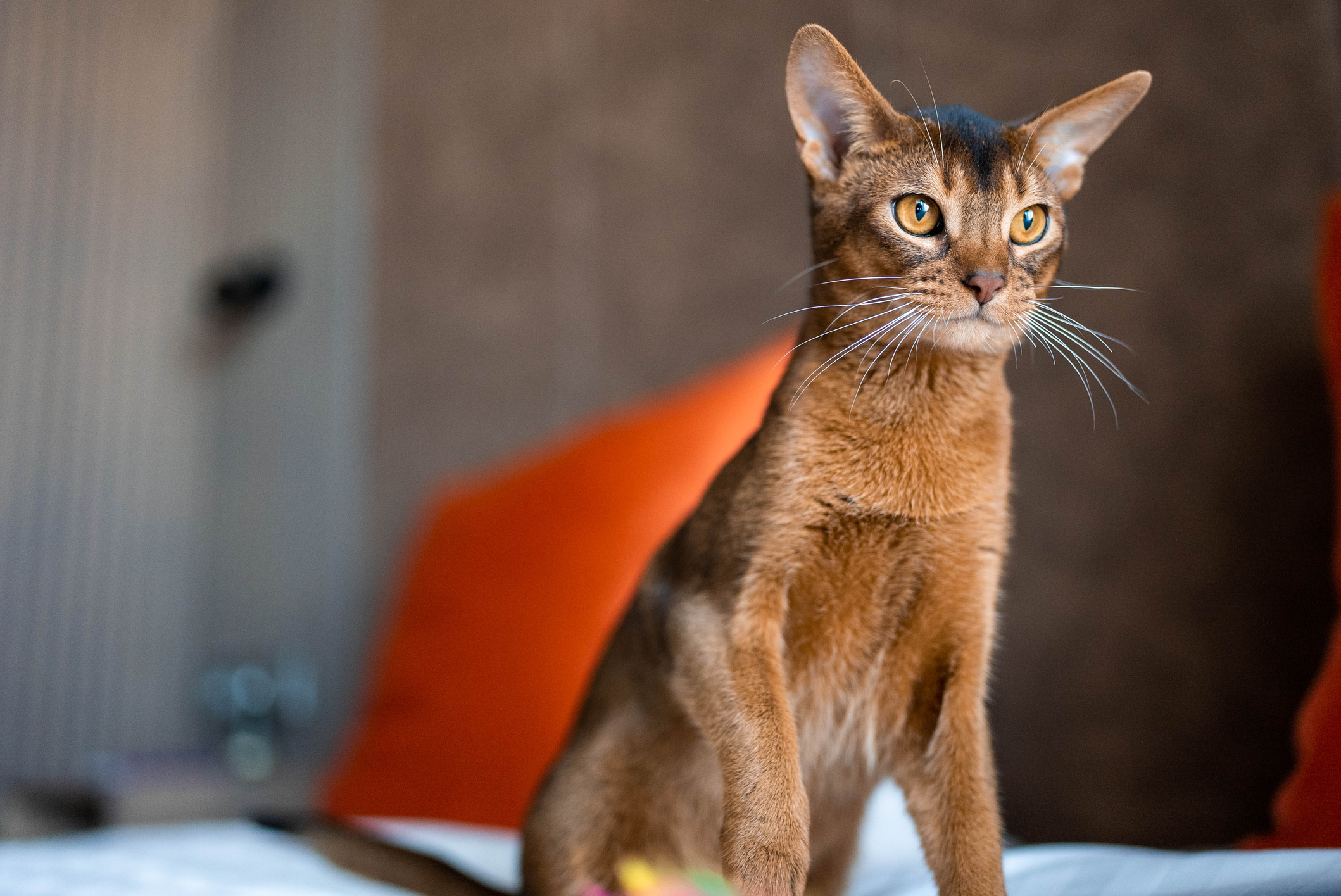 Abyssinian Cat Breed Information & Characteristics