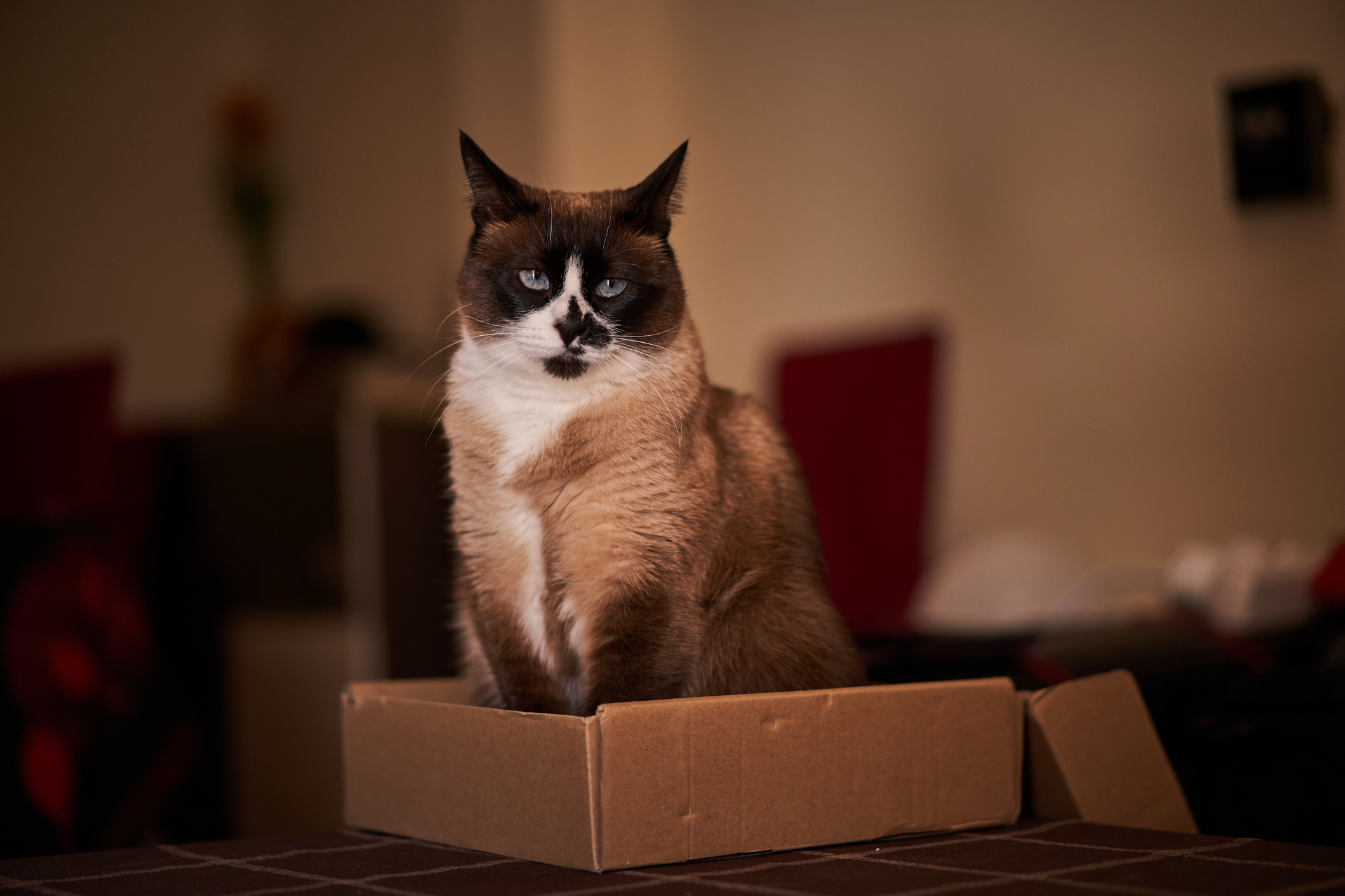 Snowshoe Cat Breed Information & Characteristics