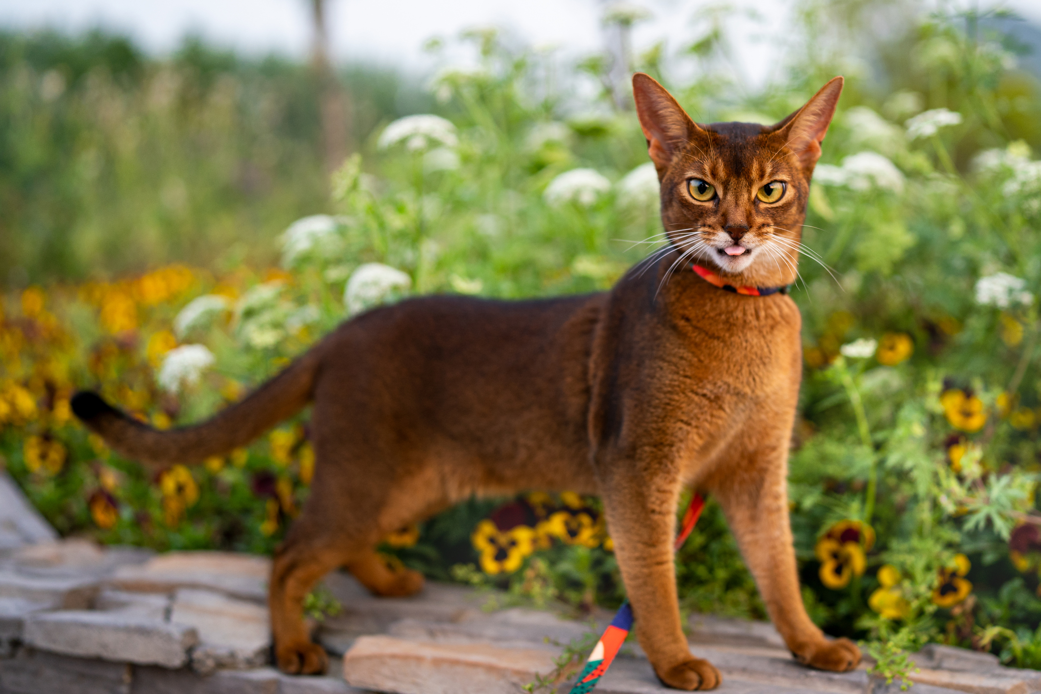 Abyssinian Cat Breed Information & Characteristics