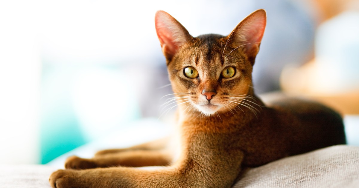 Abyssinian Cat Breed Information & Characteristics