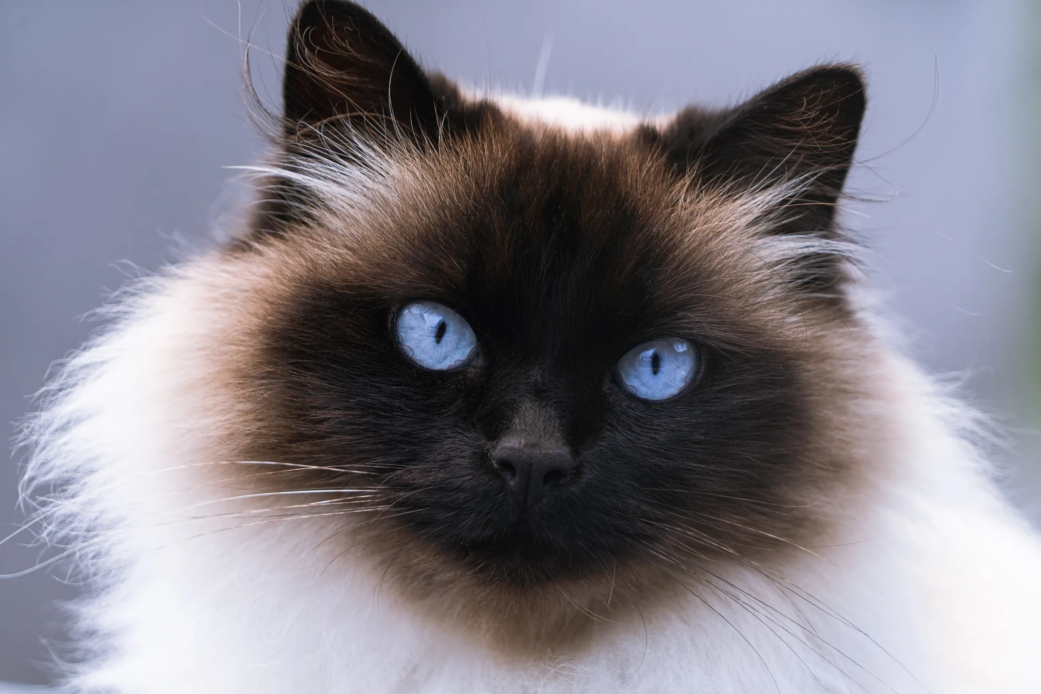 Himalayan Cat Breed Information & Characteristics