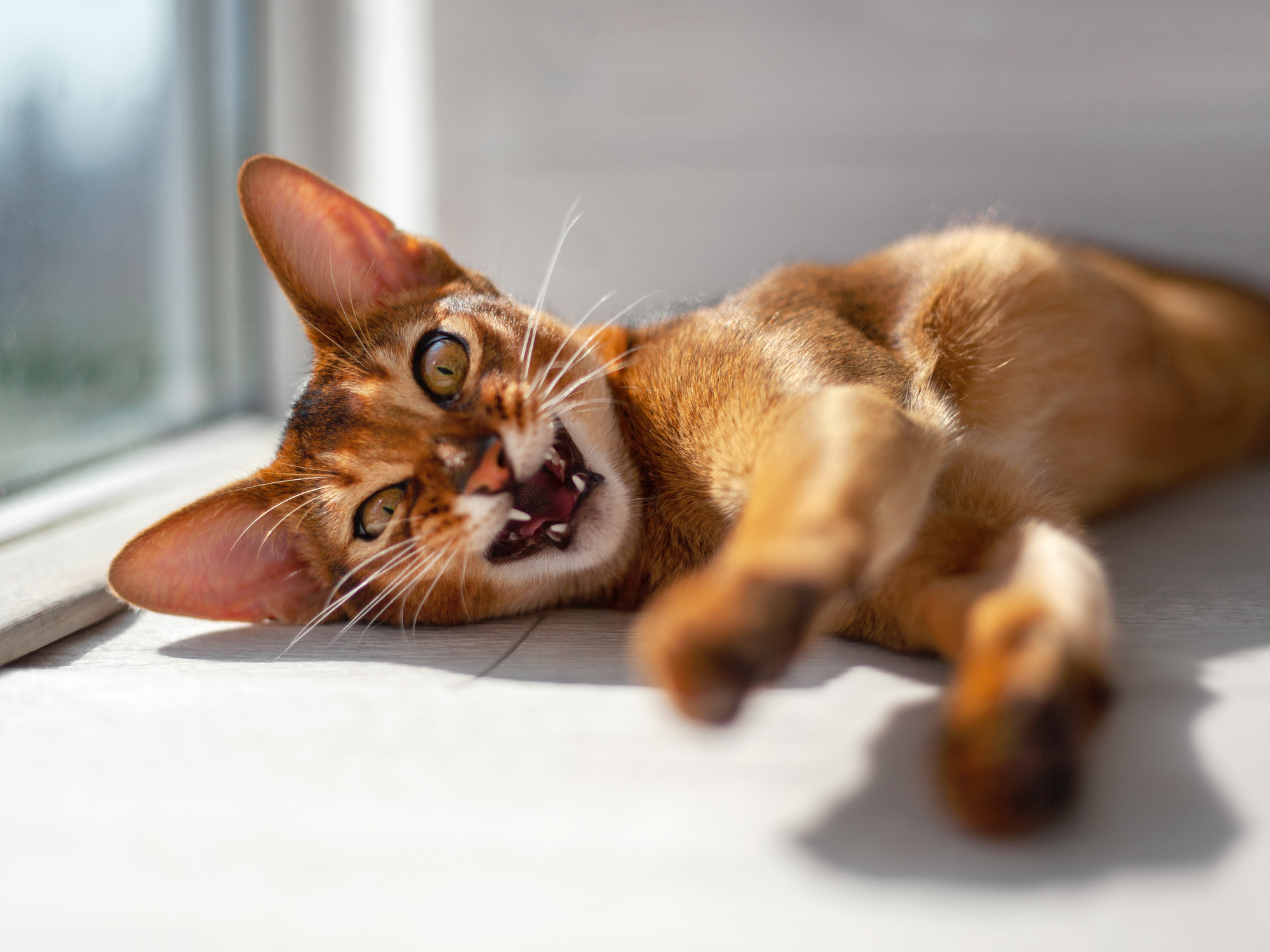 Abyssinian Cat Breed Information & Characteristics