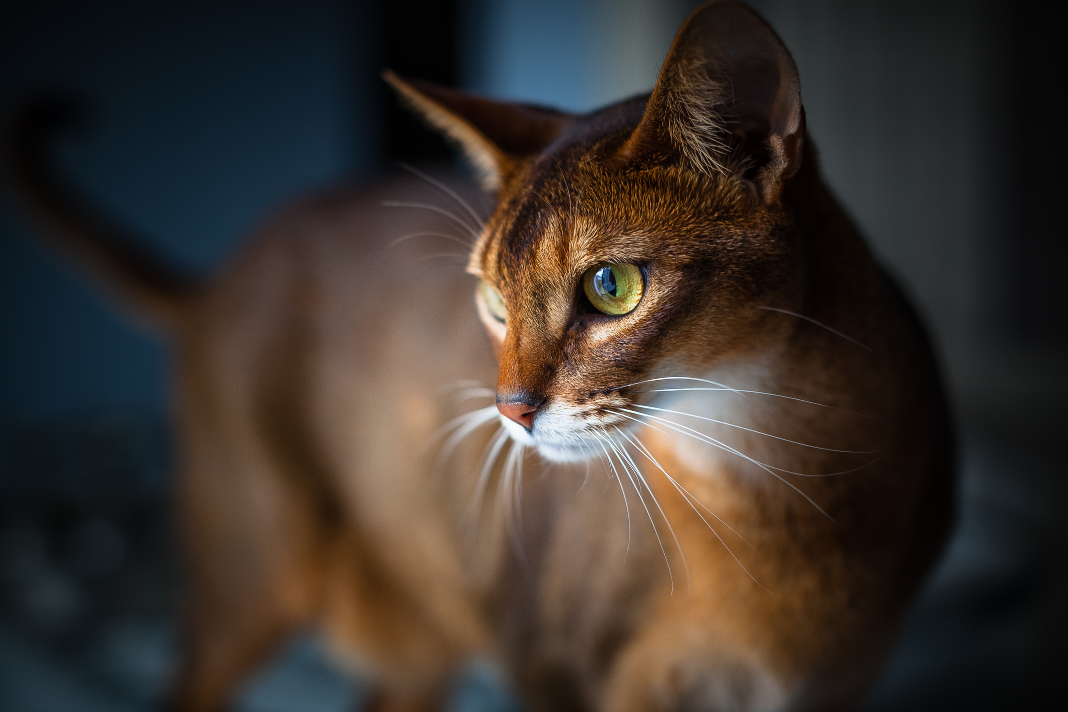 Abyssinian Cat Breed Information & Characteristics