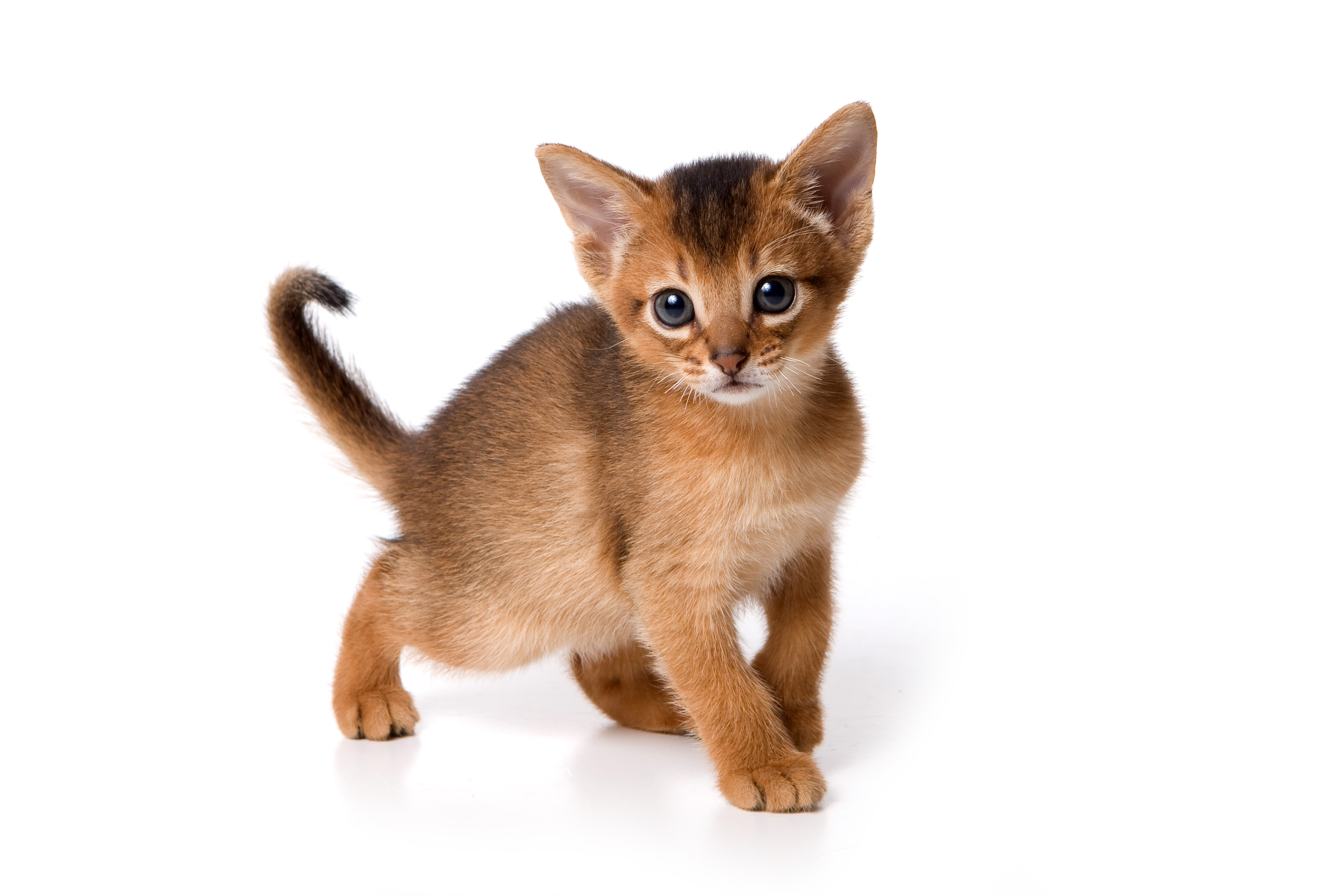 Abyssinian Cat Breed Information & Characteristics