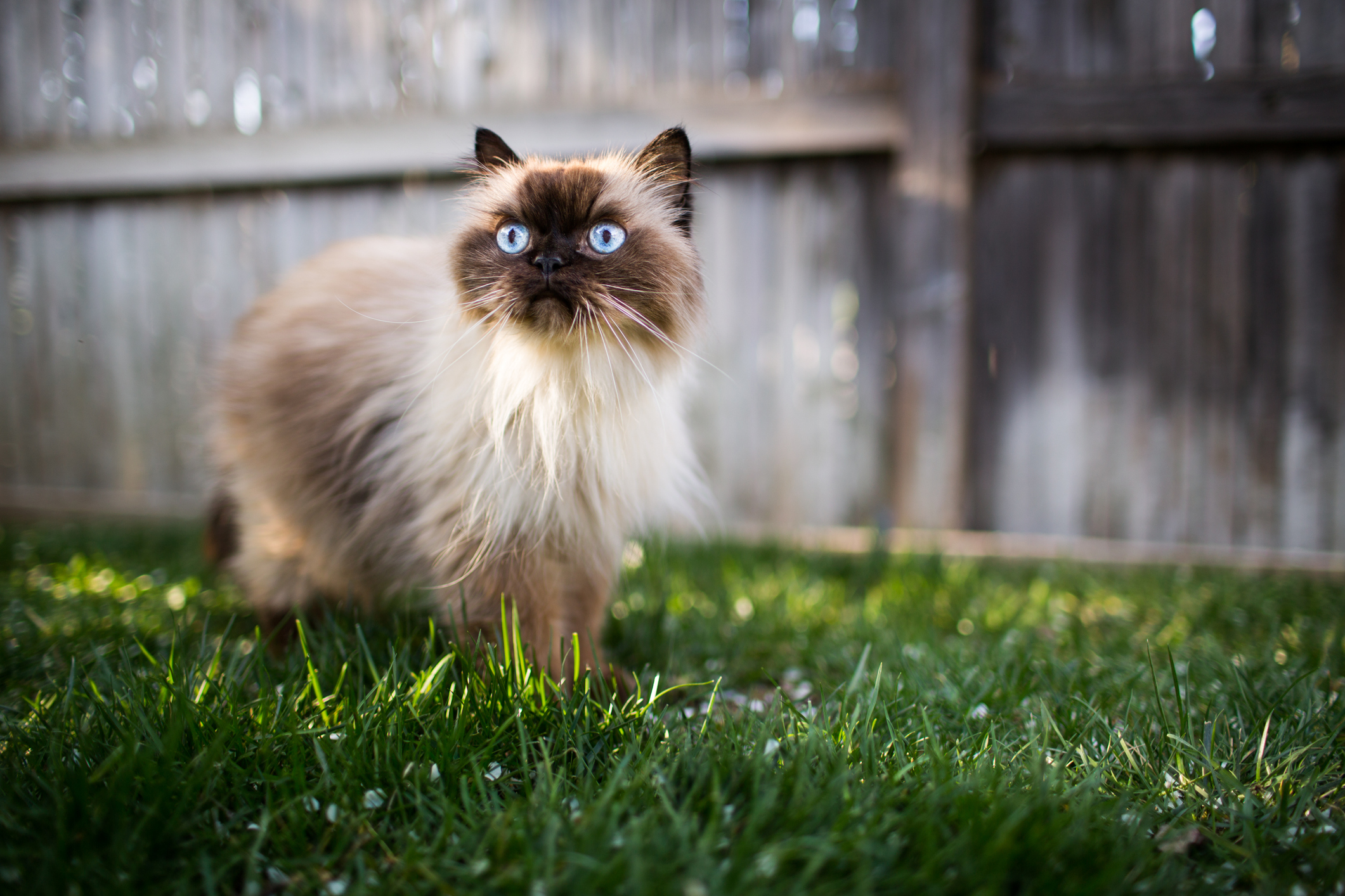 Himalayan Cat Breed Information & Characteristics