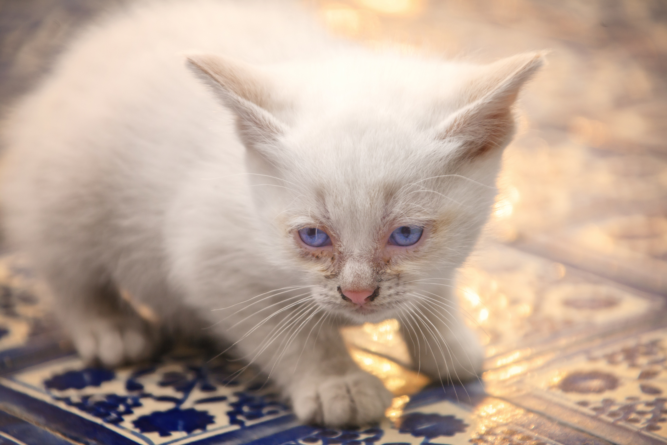 Snowshoe Cat Breed Information & Characteristics