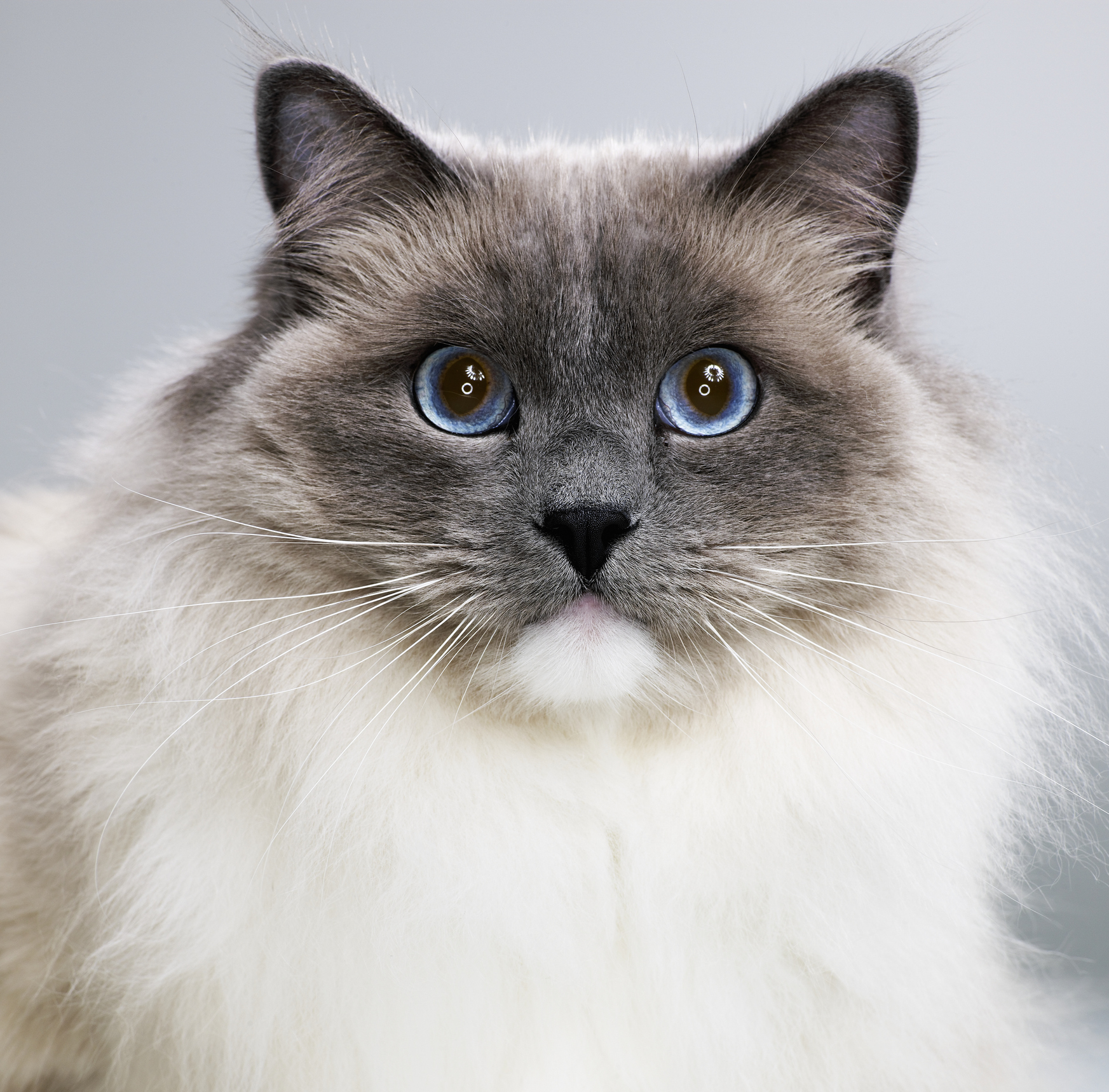 Ragdoll Cats Cat Breed Information & Characteristics