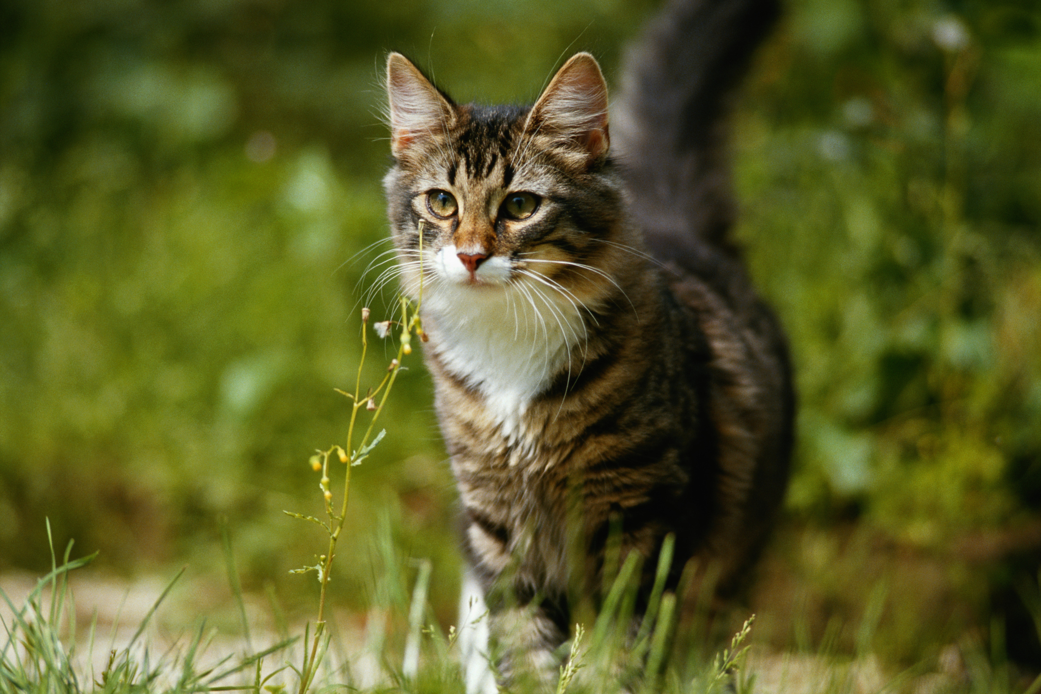 What Science Reveals About the Domestication of Cats