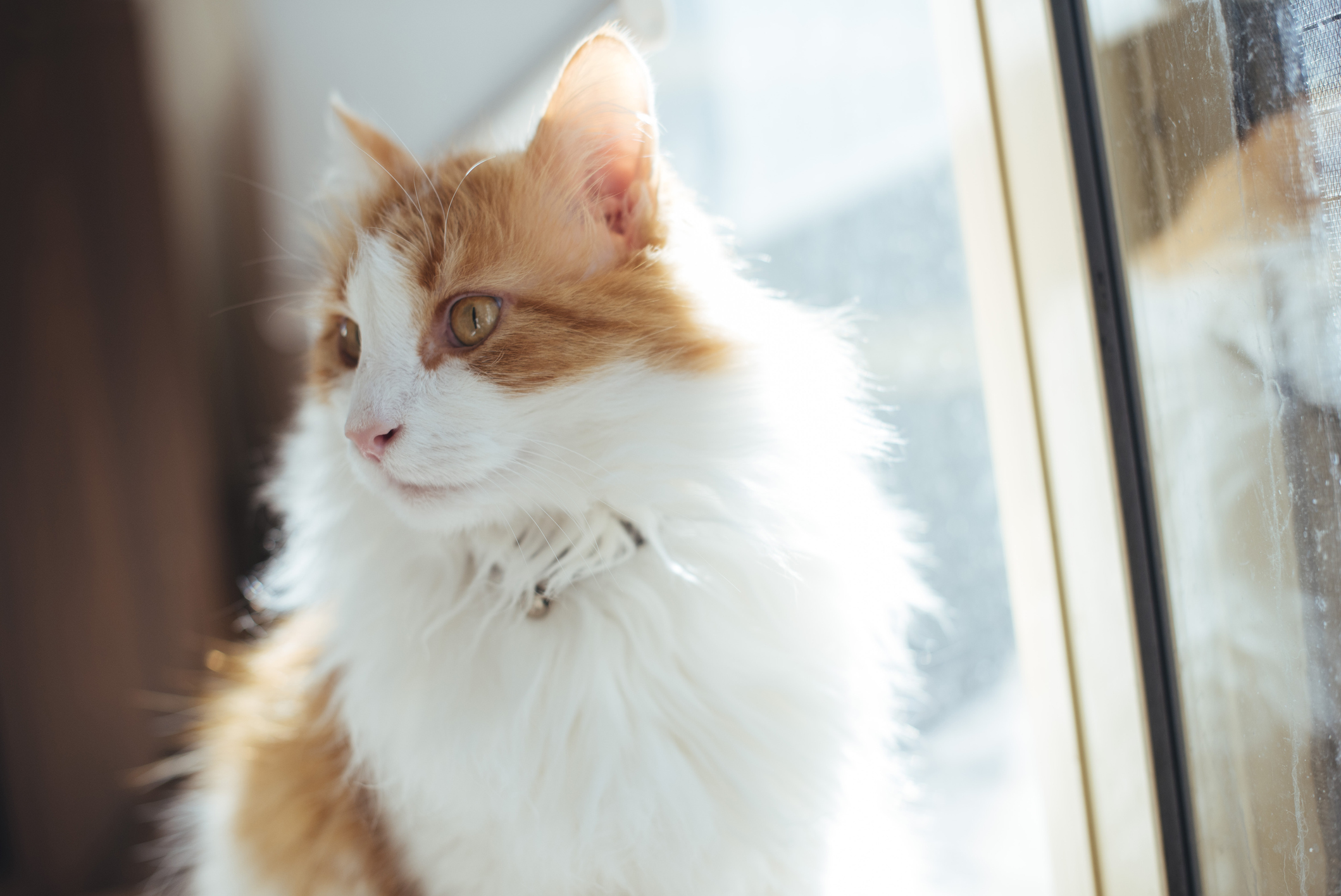 What Science Reveals About the Domestication of Cats